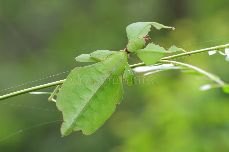 Leaf insect in Thailand. stock image. Image of park, environment - 78486957