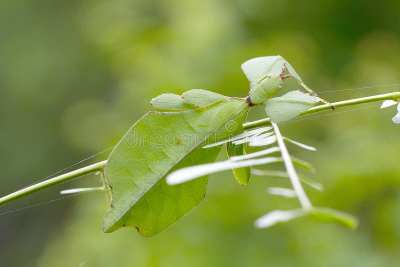 Leaf insect in Thailand. stock image. Image of grasshopper - 78486975