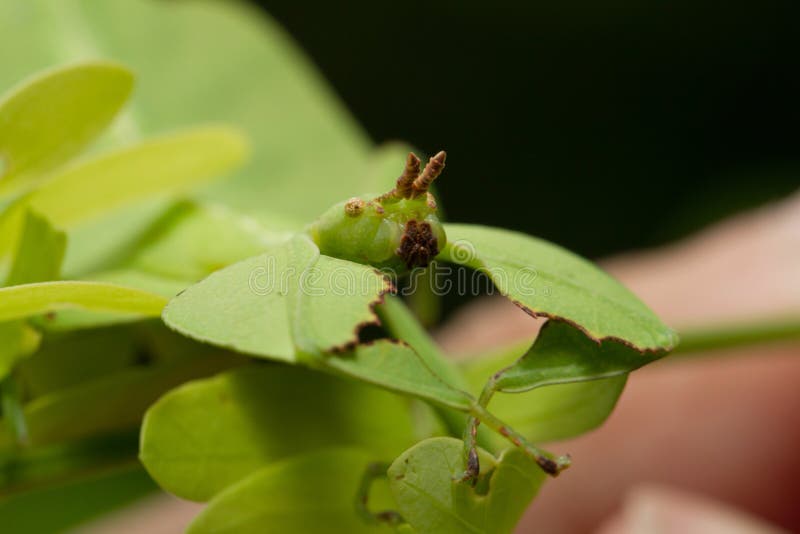Leaf insect in Thailand. stock photo. Image of flying - 78486982