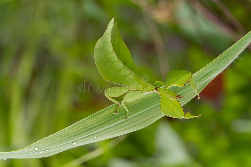 Leaf insect in Thailand. stock image. Image of lovely - 78486995