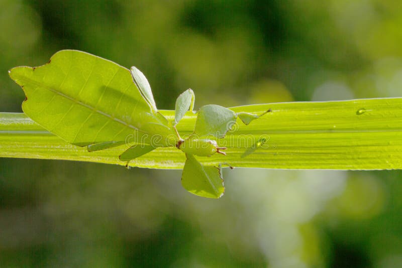 Leaf insect in Thailand. stock image. Image of farm, animals - 78487005