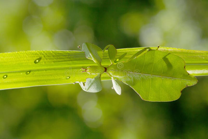 Leaf insect in Thailand. stock photo. Image of nature - 78487016