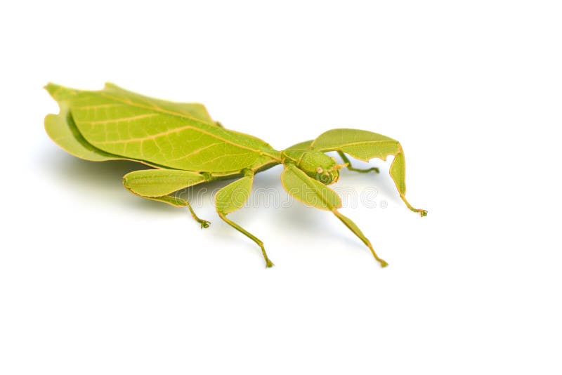 Leaf Insect or Walking Leave Stock Image - Image of insec, copy: 269803899