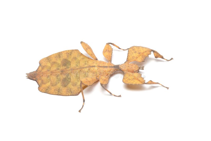 Leaf Insect on White Background. Stock Image - Image of nature, cricket ...