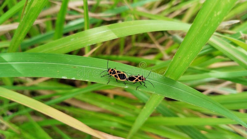 Leaf Insects Playing on the Leaves Stock Photo - Image of plant, sedang ...