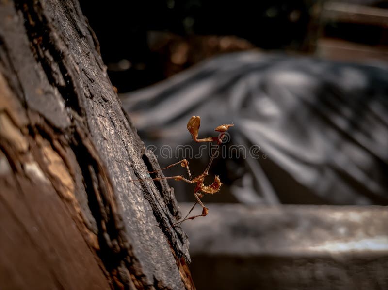 Leaf insects in tree stock photo. Image of sunny, tree - 219278854