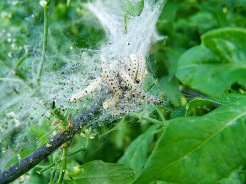 Leaf, Invertebrate, Spider Web, Plant Pathology Picture. Image: 117728839