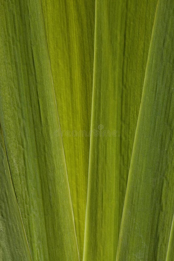 Leaf iris stock photo. Image of young, green, iris, macro - 19502332