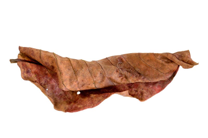 Leaf isolate natural stock image. Image of natural, botany - 88040961