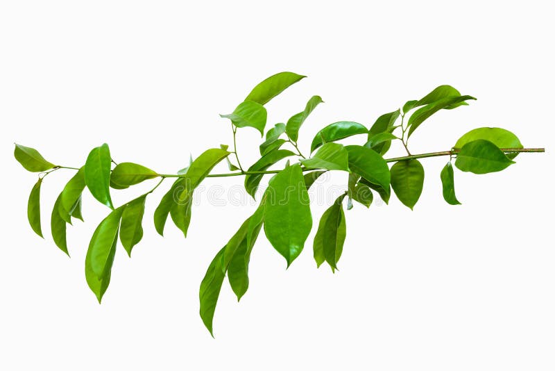 Leaf isolate natural stock photo. Image of environment - 88041004