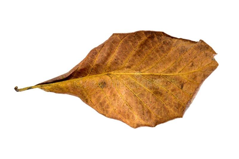 Leaf isolate natural stock image. Image of outdoor, garden - 88041055
