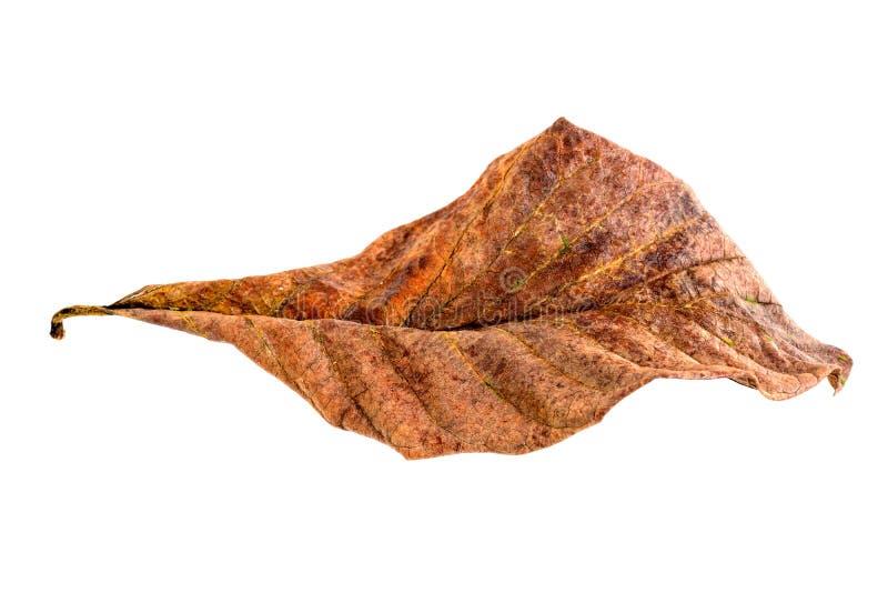 Leaf isolate natural stock image. Image of element, decoration - 88041133