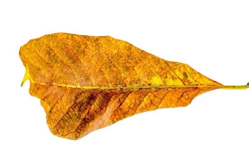 Leaf isolate natural stock photo. Image of decoration - 88041150