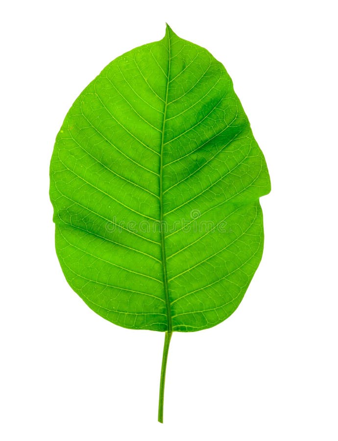 Leaf isolate natural stock image. Image of leave, decoration - 88041223