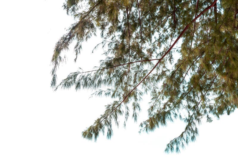 Leaf Isolation on White Background Stock Image - Image of group ...