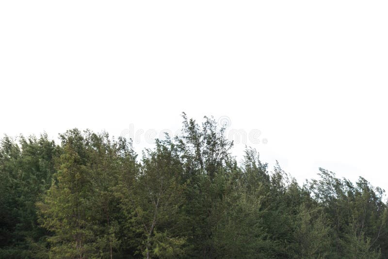 Leaf Isolation on White Background Stock Photo - Image of cutout ...