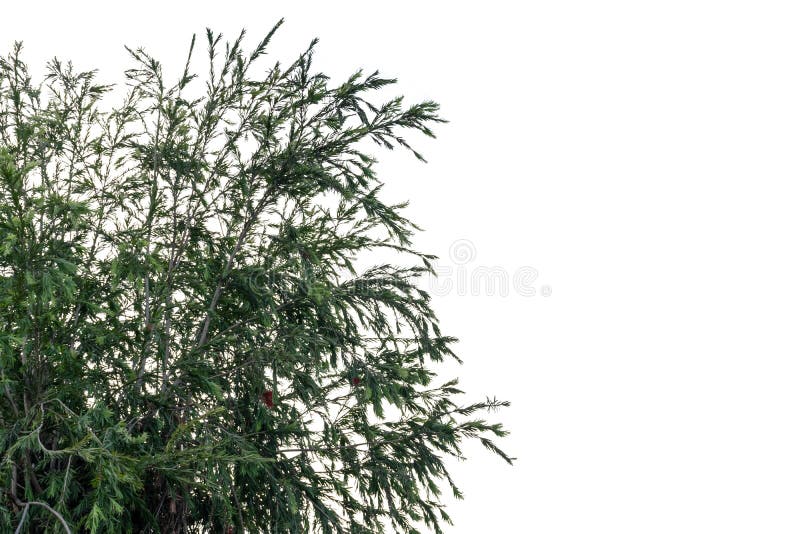 Leaf Isolation on White Background Stock Image - Image of botany ...