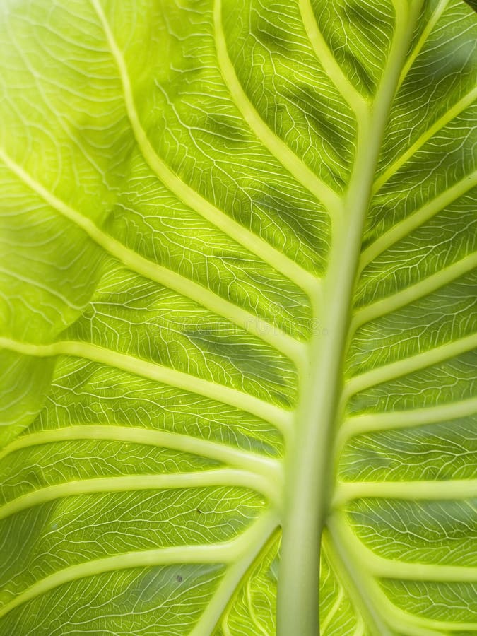 Leaf IV stock image. Image of vegetation, plant, green - 1434749