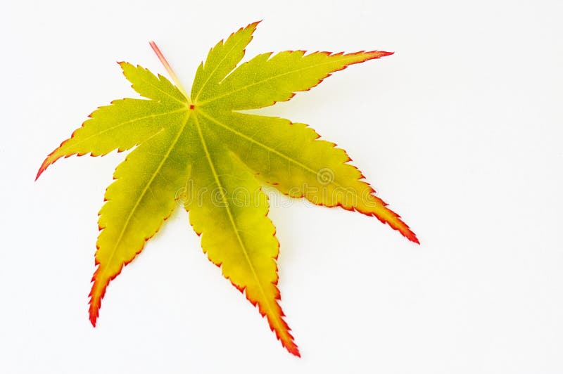 Leaf of a Japanese Maple Tree Stock Photo - Image of colored, japan ...
