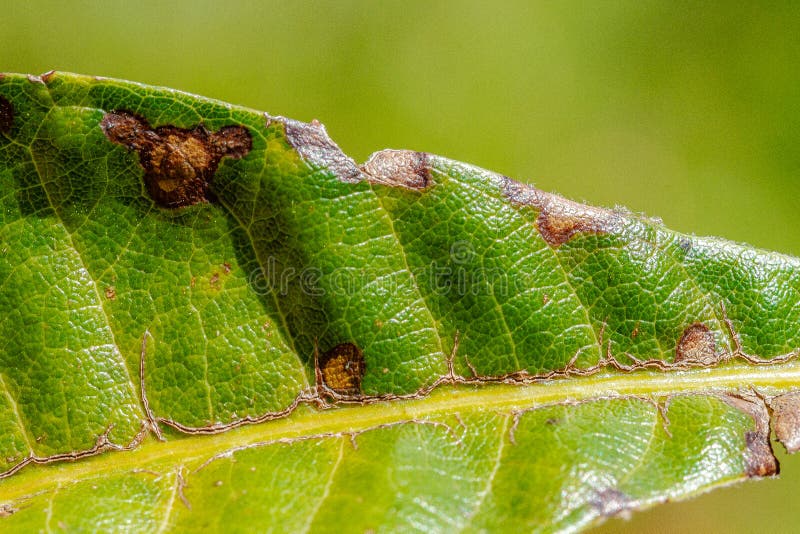 Medlar scab stock photo. Image of agricultural, aliment - 230405558