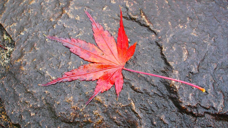 A leaf stock photo. Image of ordinary, leaf, hope, purity - 41834286