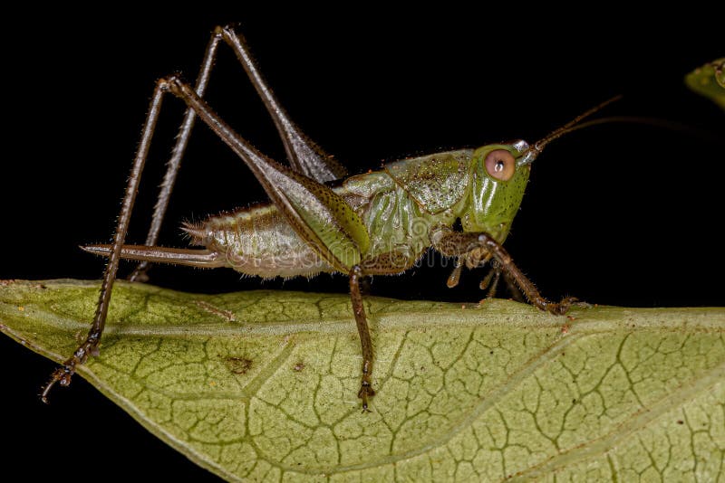 Leaf Katydid Nymph stock image. Image of natural, pest - 255482071