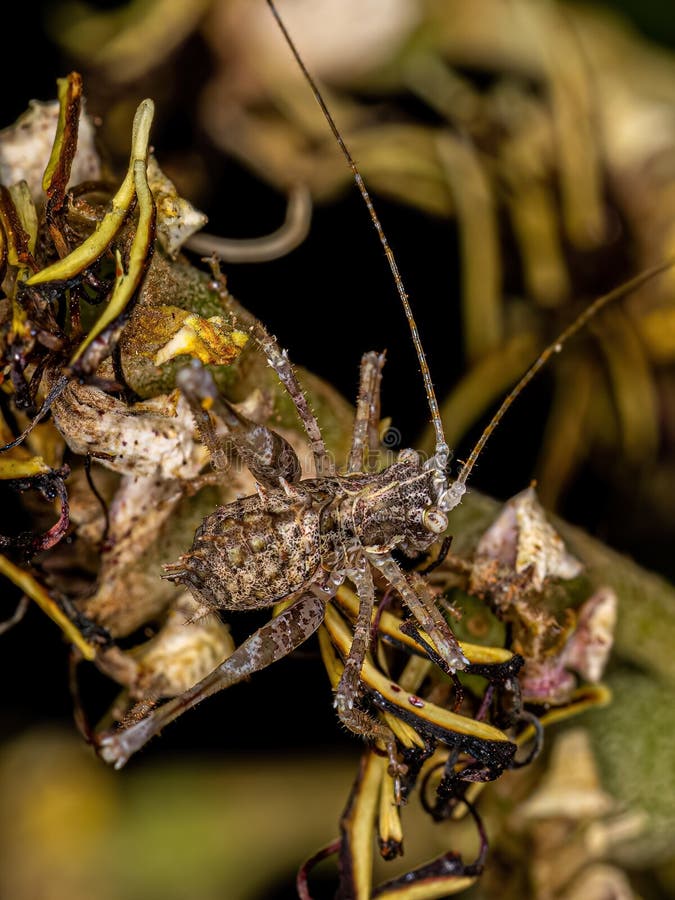 Leaf Katydid Nymph stock photo. Image of flower, nymph - 258931442