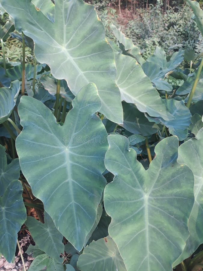 Leaf stock photo. Image of nice, leaf, kochu, bangla - 112330866