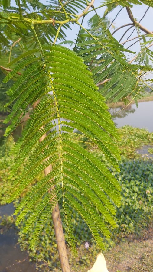 It is the Leaf of the Krishnachura Tree. Stock Image - Image of ...