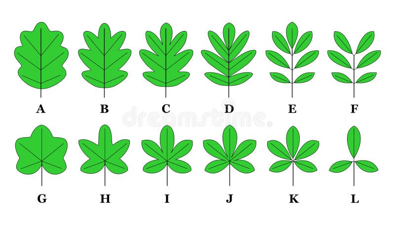Leaf margin shapes stock vector. Illustration of cycle - 58064581