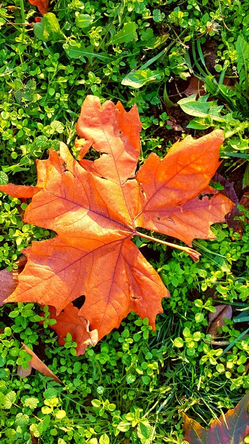 Leaf on the land stock photo. Image of green, land, orange - 104953506