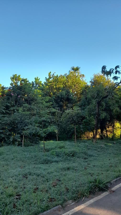 Leaf Landscape Sunrise Wilderness Stock Image - Image of grass, green ...