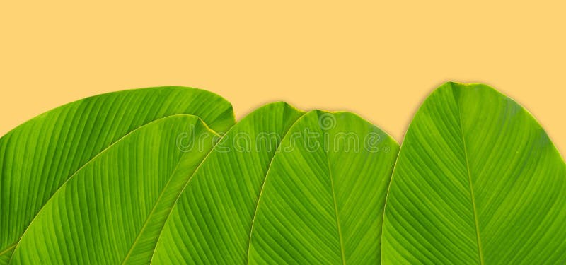 Leaf Layout with Copyspace Made of Tropical Leaves Stock Photo - Image ...