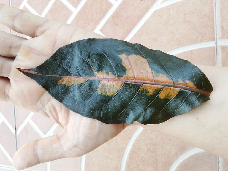 Leaf. Leaf Pattern. Leaf Pattern. Batik Leaf. Ornamental Plant. Tree ...