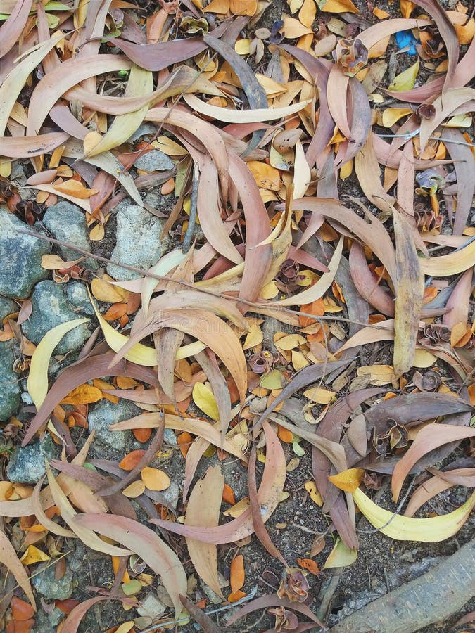 Leaf stock image. Image of environment, crescent, leaf - 66278795