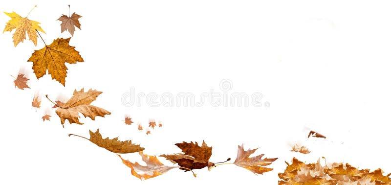 Leaf Leaves Isolated Autumn Winter Season Background Stock Photo ...
