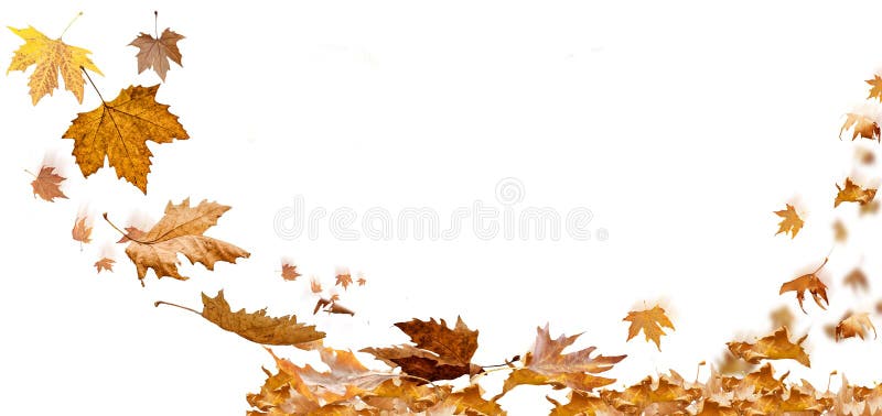 Leaf Leaves Isolated Autumn Winter Season Background Stock Photo ...