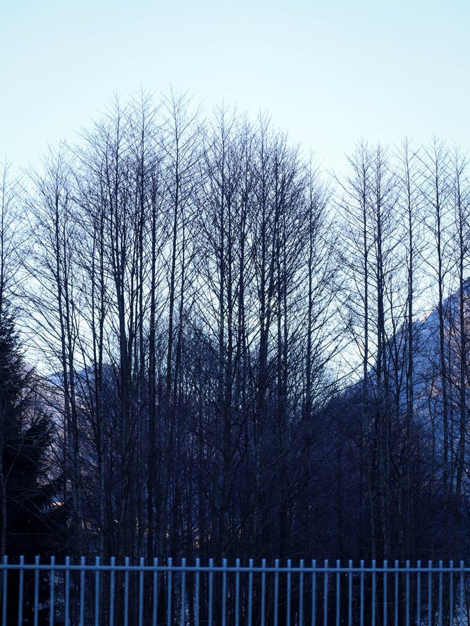 Leaf left forest at winter stock image. Image of reflection - 267990439