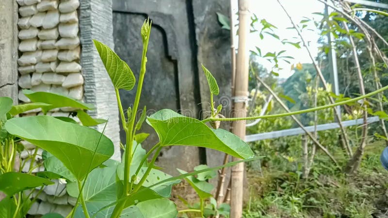Leaf-Legged Insect (Acanthocephala Terminalis) Stock Footage - Video of ...