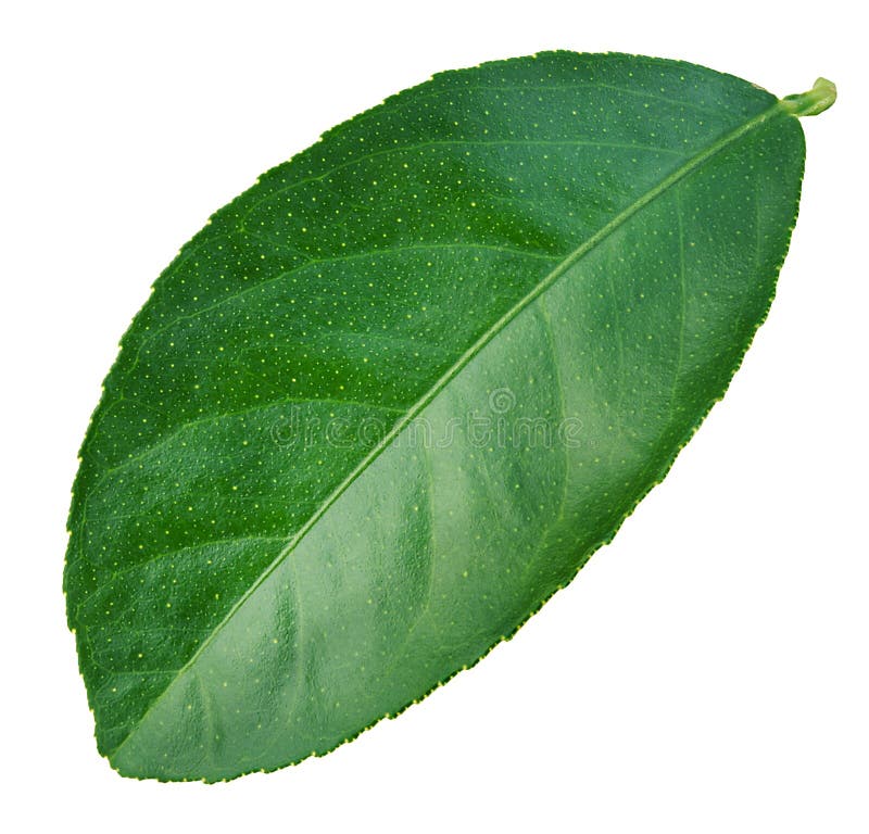 Leaf Lemon Citrus Isolated on White Background. Stock Photo - Image of ...