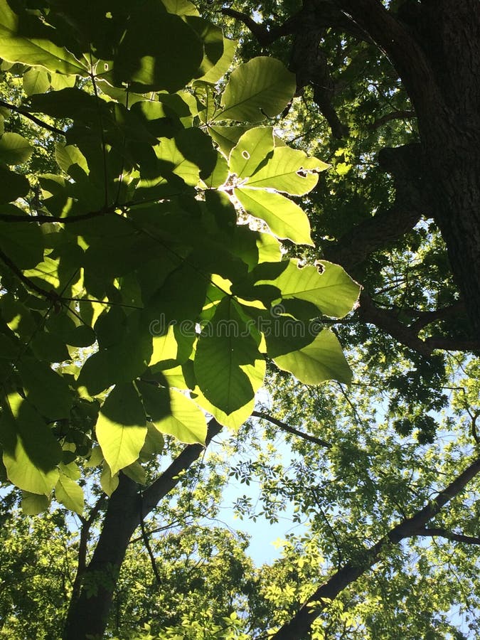 Leaf and let leaf stock image. Image of green, leaves - 171238907