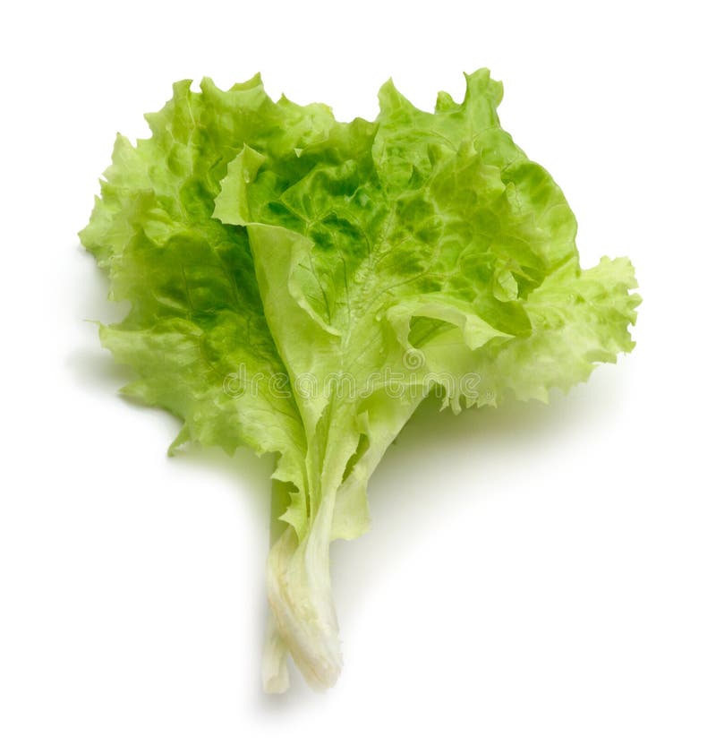 Leaf lettuce stock photo. Image of green, juicy, healthy - 15656374