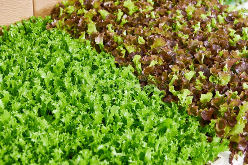 Leaf Lettuce Microgreens Vegetable Green Stock Image - Image of green ...