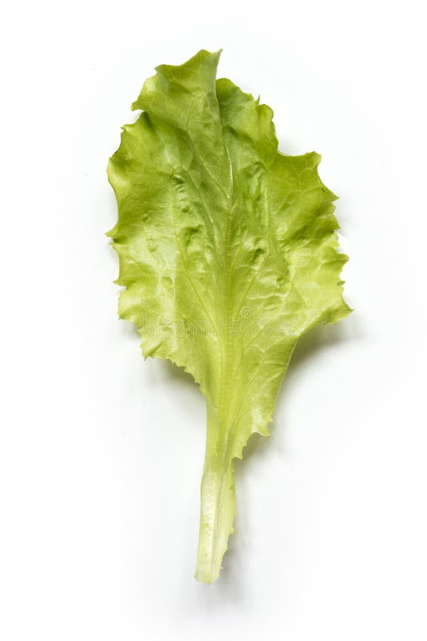 Leaf of Lettuce stock image. Image of ingredient, isolated - 47208297