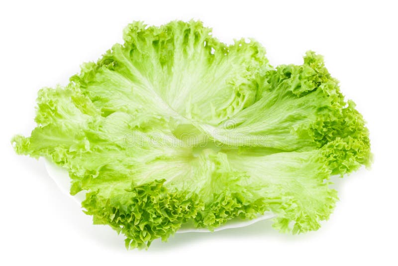Leaf of Lettuce on White Plate.Top View Stock Image - Image of leaves ...