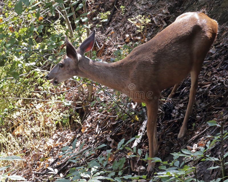 Leaf licker stock photo. Image of deer, foraging, california - 73747148