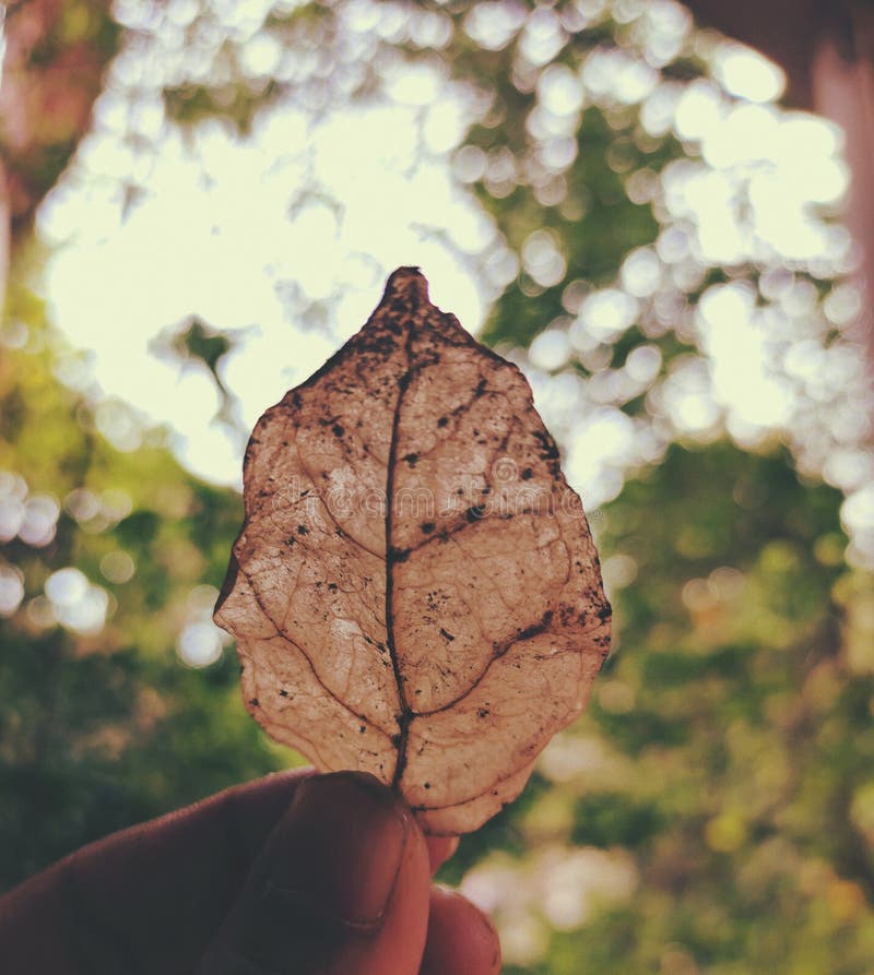 Leaf of life stock photo. Image of life, garden, leaf - 179670454