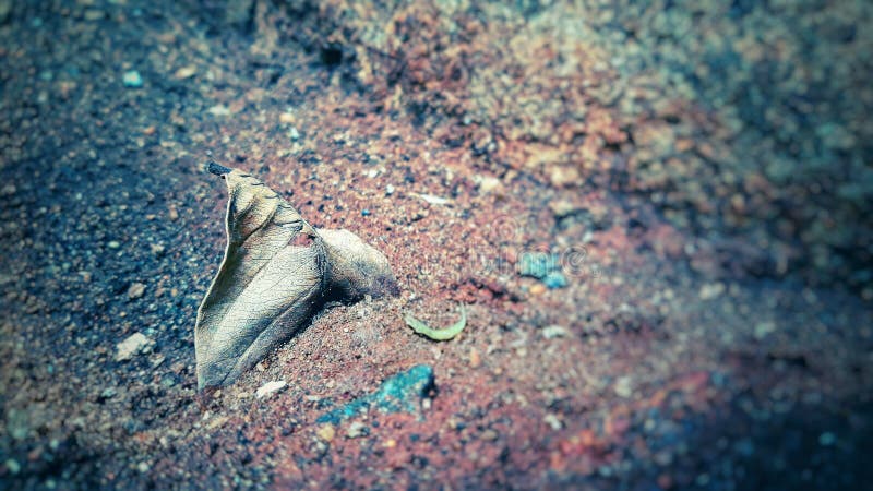 Leaf Life Cycle Closeup Image Stock Image - Image of story, environment ...