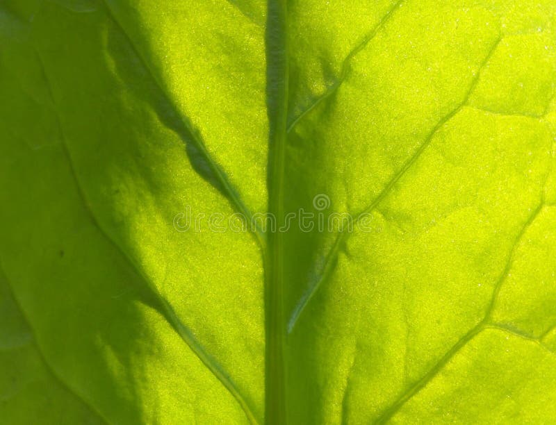 Leaf Life stock photo. Image of life, spinach, pattern - 108895512