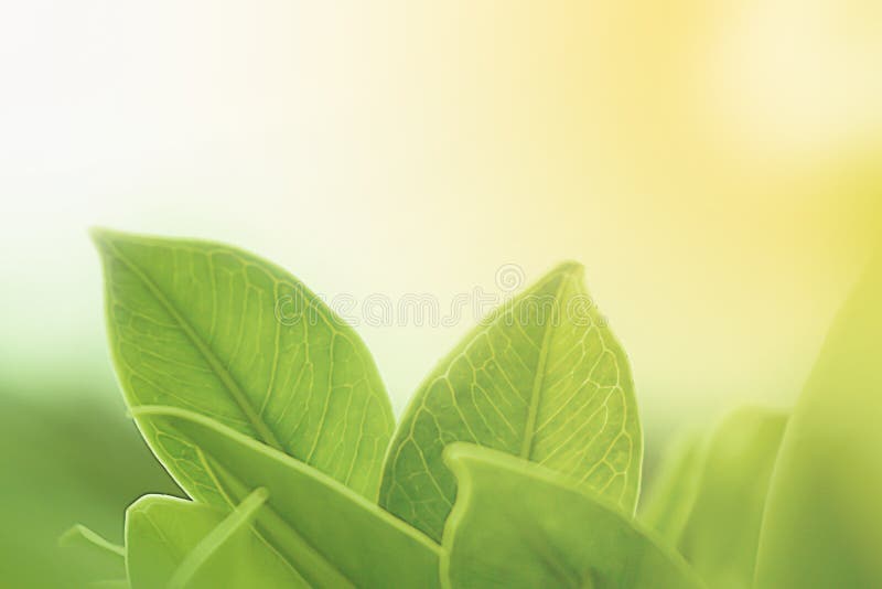 Leaf Light Background Pattern Texture Stock Image - Image of border ...